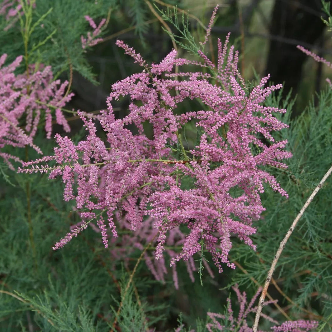 Pink Tamarix Ramosissima Plant Seeds for Garden Planting - 100 pcs ...