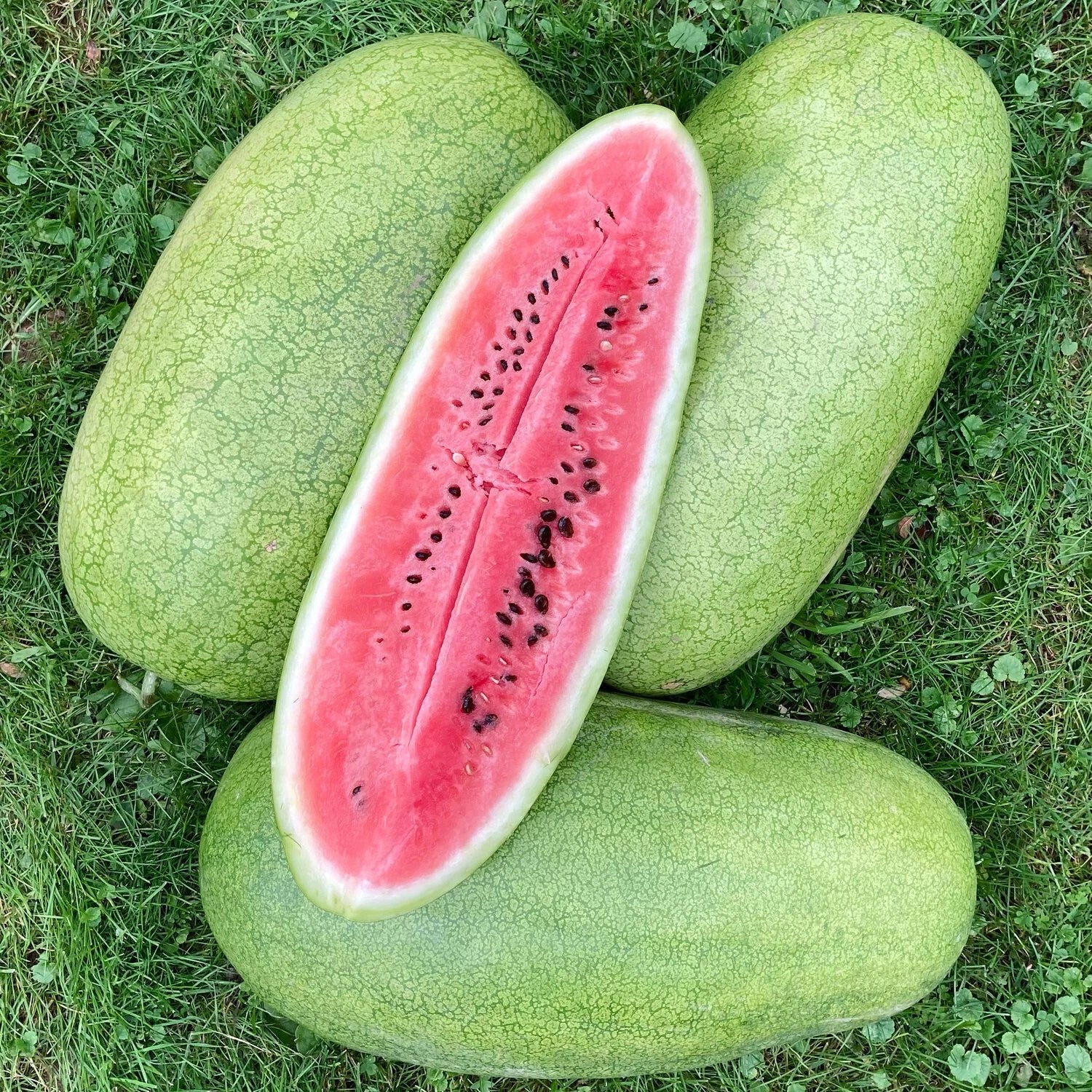 Charleston Gray Watermelon Seeds FLORIDA GROWN RARE – Heirloom, Non-GMO ...