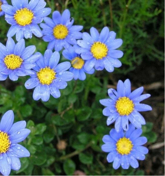 Felicia Blue Daisy seeds Kingfisher – Bellis perennis – Heirloom, Non ...