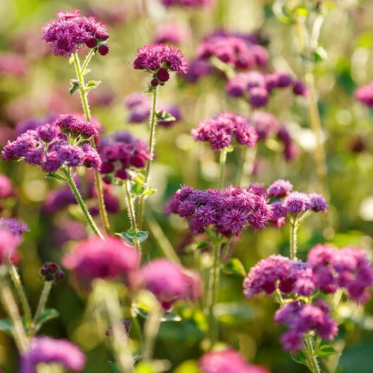 FLOSS FLOWER Ageratum RED FLINT Monarchs Love this plant Seeds ...