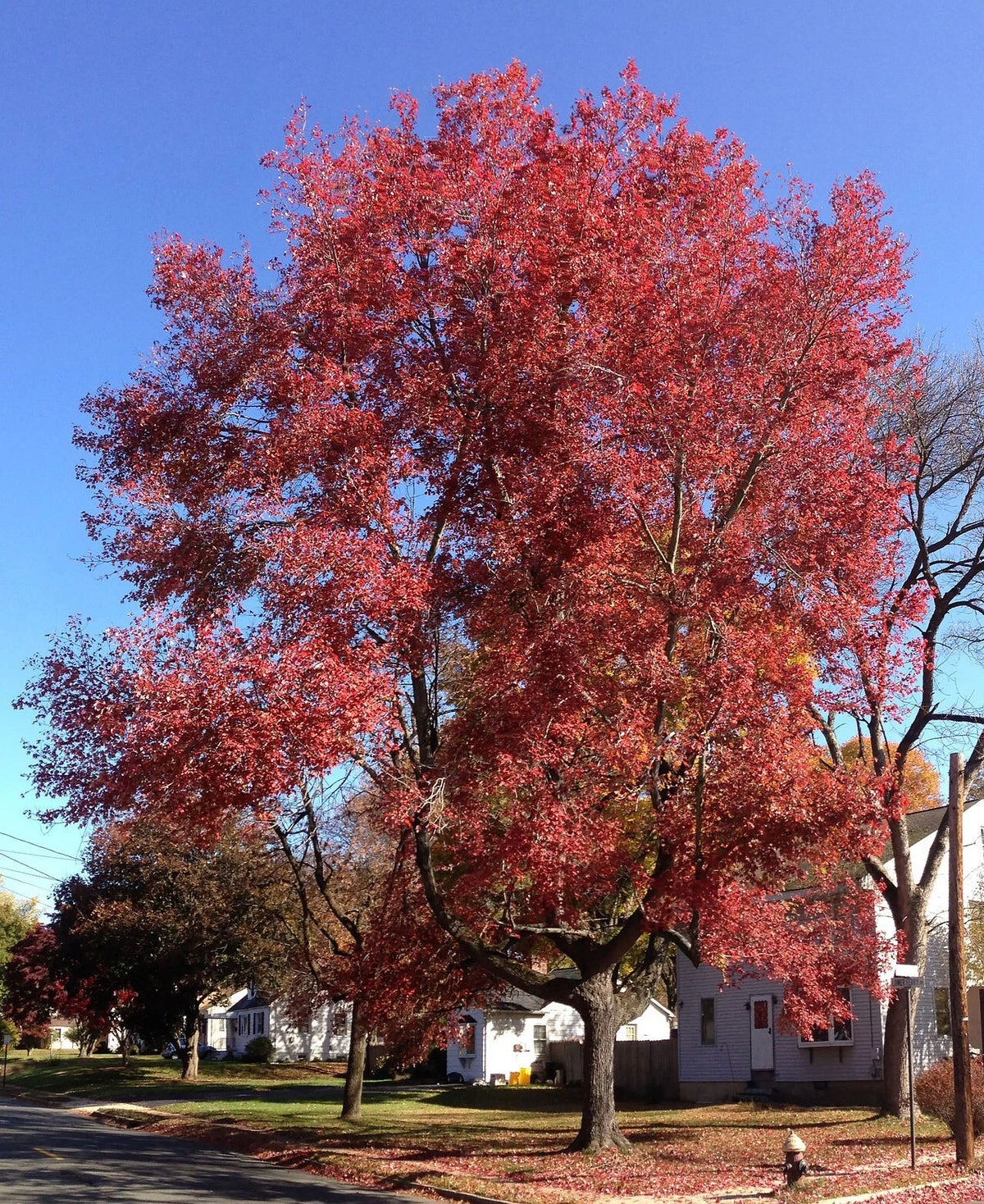 Red Maple Seeds Acer Rubrum Fastest Growing Native Tree – Heirloom, Non ...