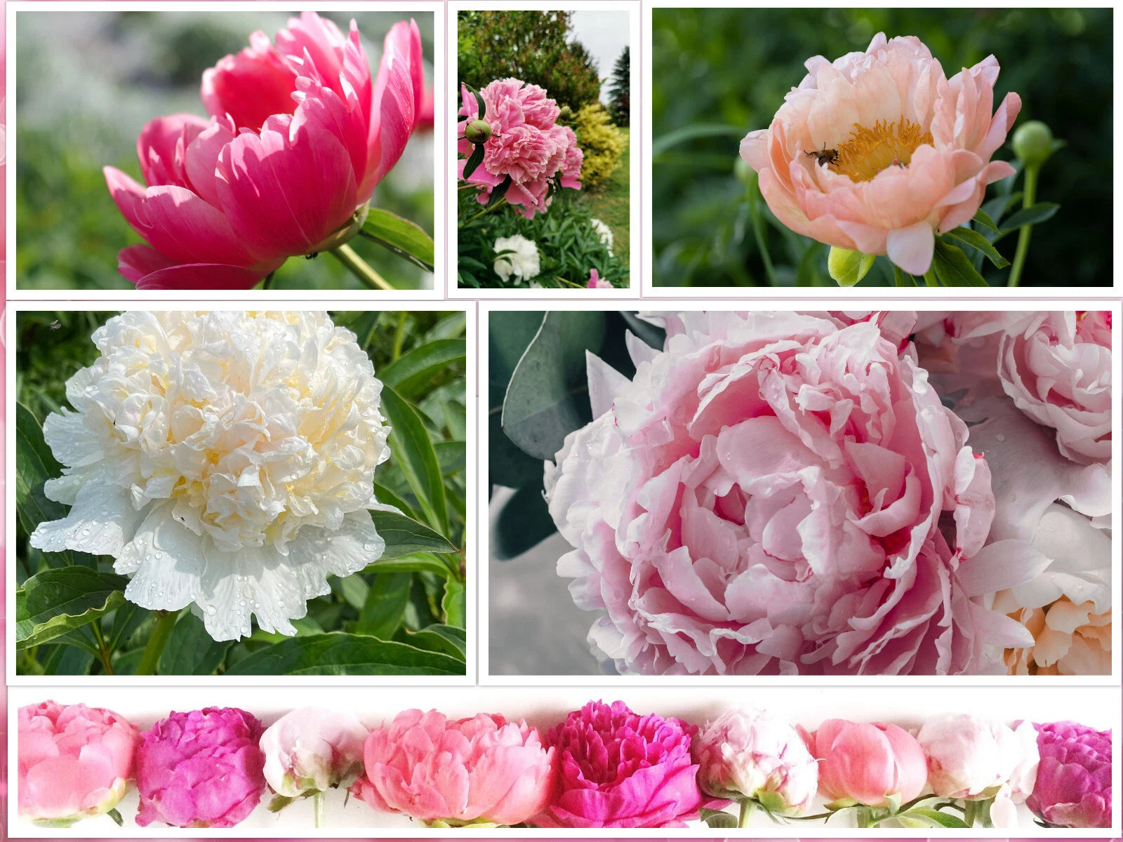 Peony Seeds Mix Paeonia suffruticosa Tree Bush Flower Seller – Paeonia ...