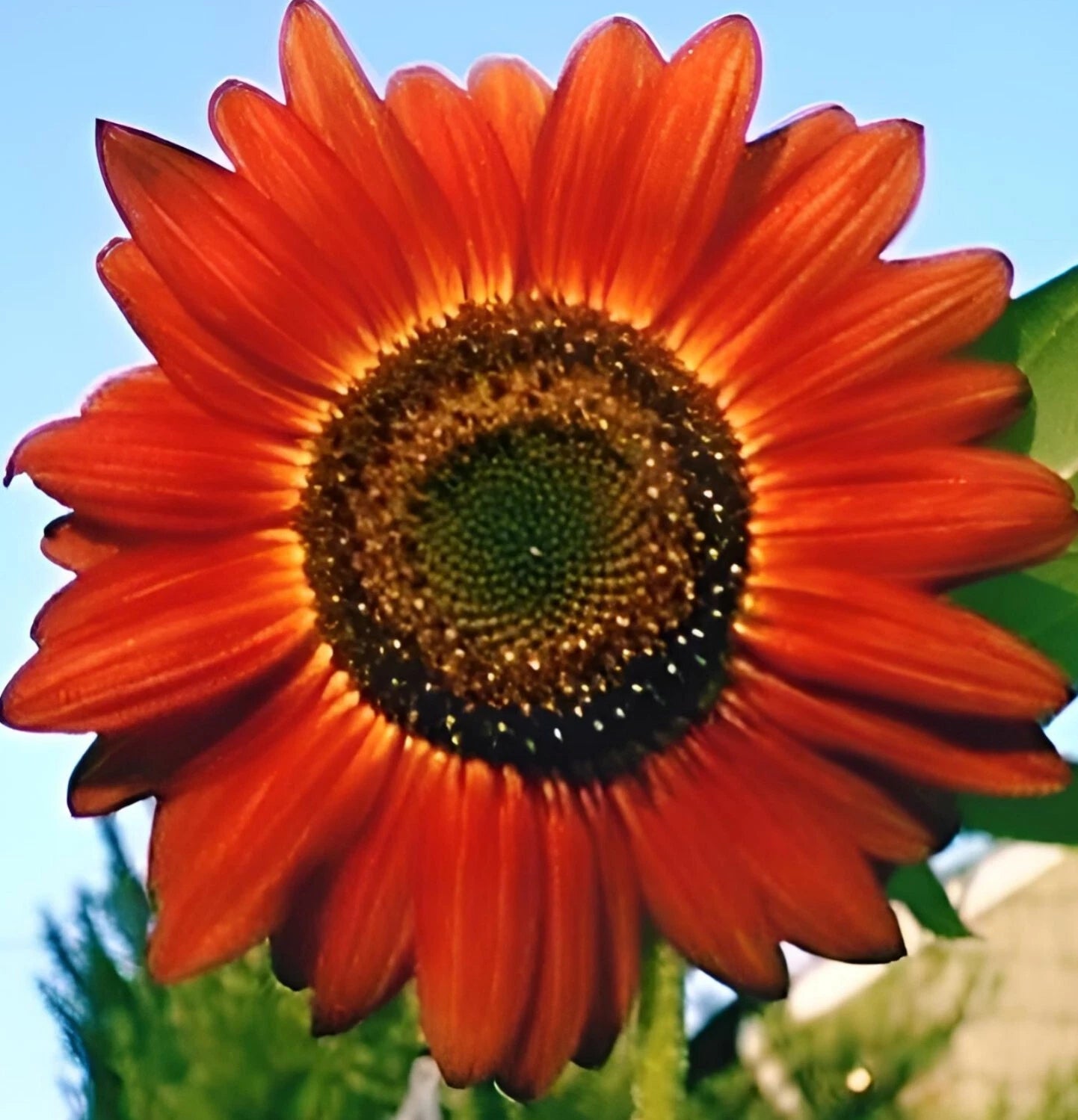 RED SUN RARE SUNFLOWER SEEDS FLOWERS BEAUTIFUL TALL CUT – Helianthus ...