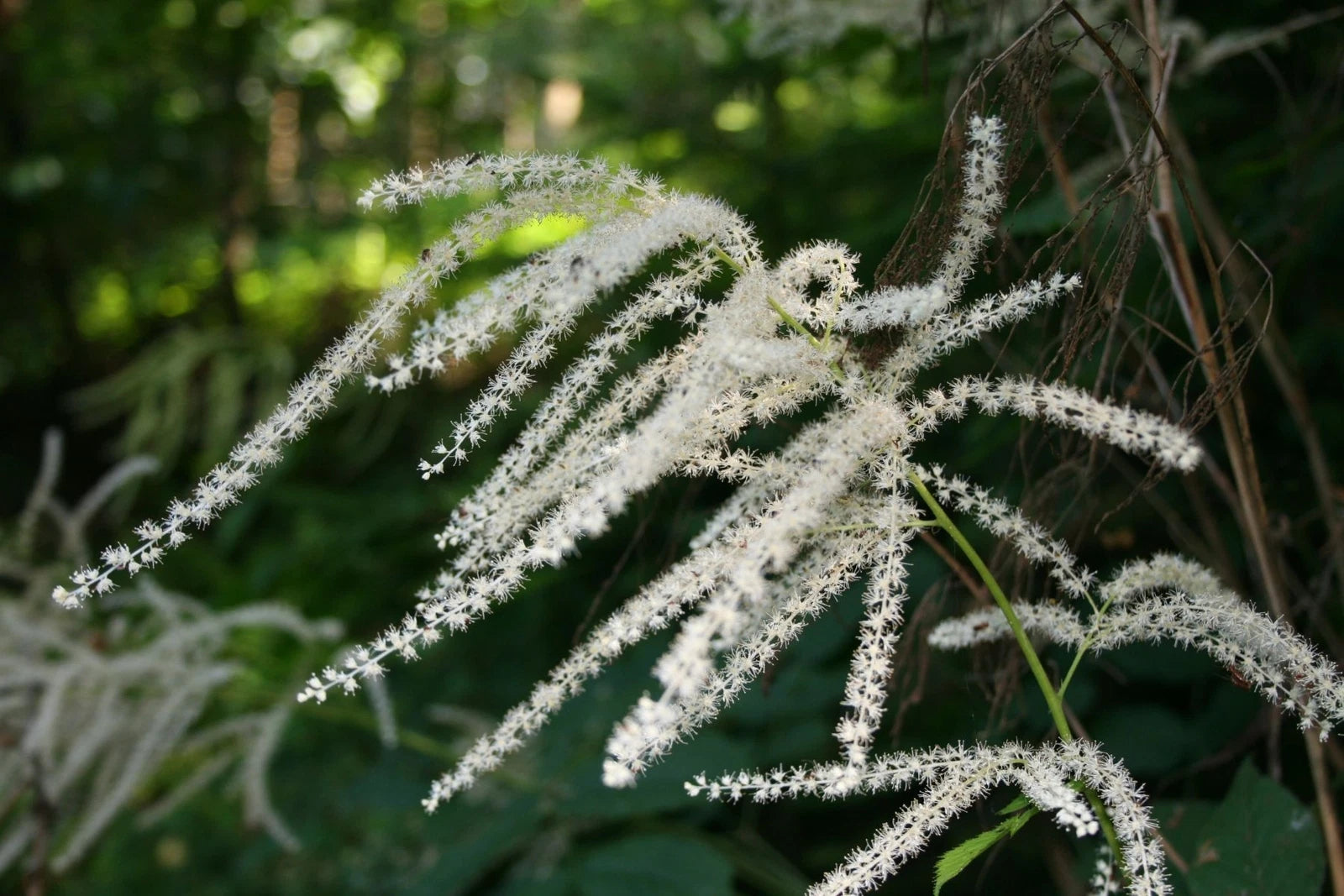 GOATS BEARD Seeds Aruncus dioicus shipping Perennial – Heirloom, Non ...