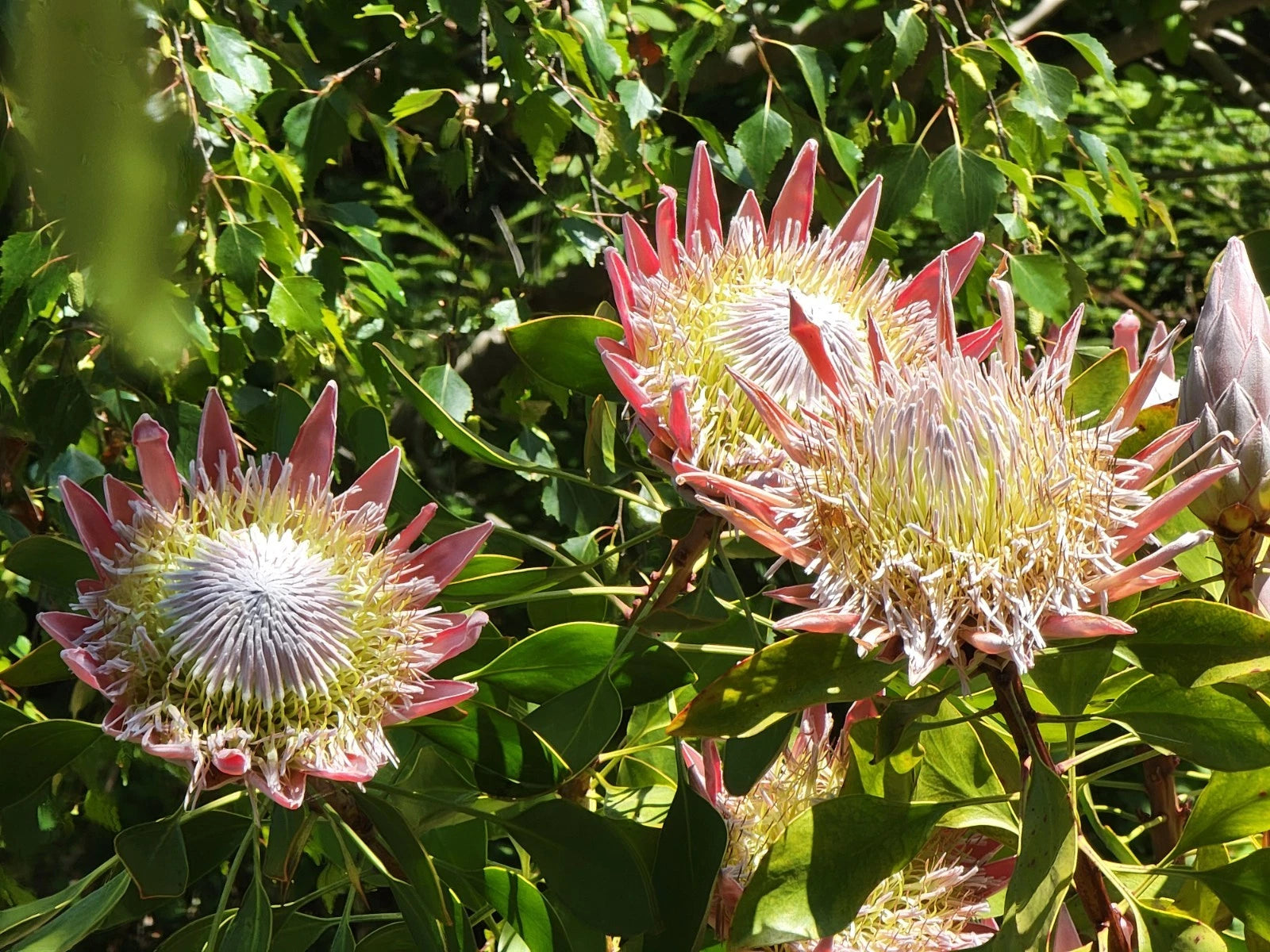 Protea cynaroides Seeds - Rare South African Shrub - King Protea - Cut ...
