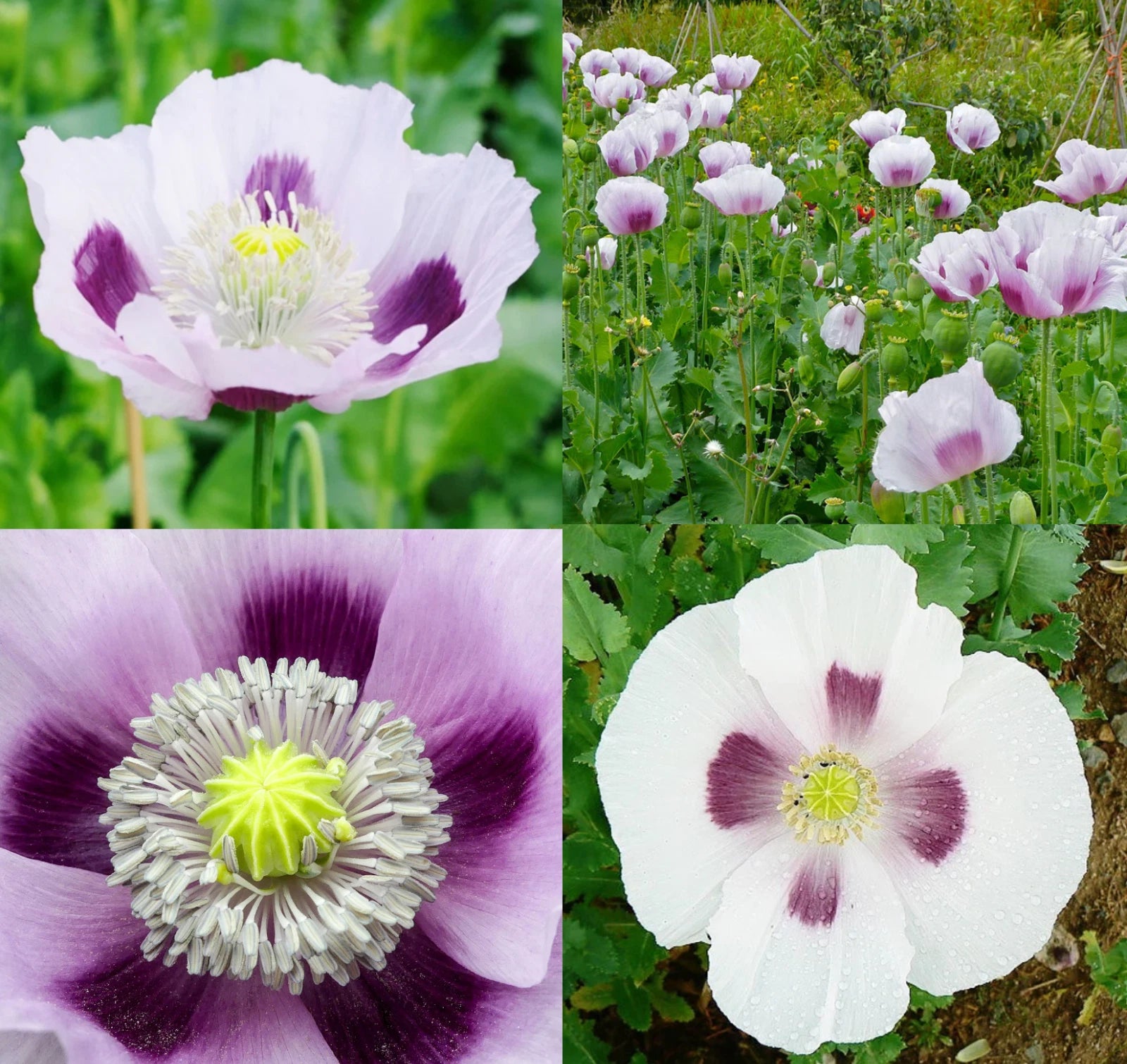 Poppy BLUE MOON White Purple Large Flowers Unique Pods Rare Seeds ...
