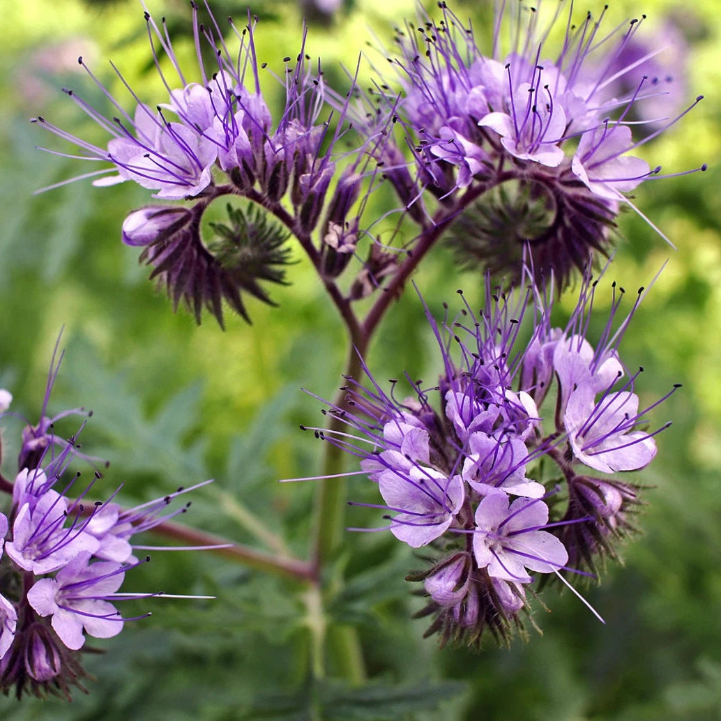 Lacy Phacelia Seeds Native Wildflowers Gardening Phacelia tanacetifolia ...