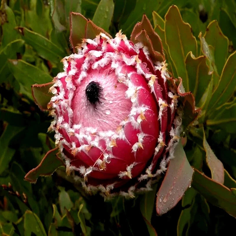 Queen Protea magnifica Seeds Rare South African Woolly Beard Flower ...