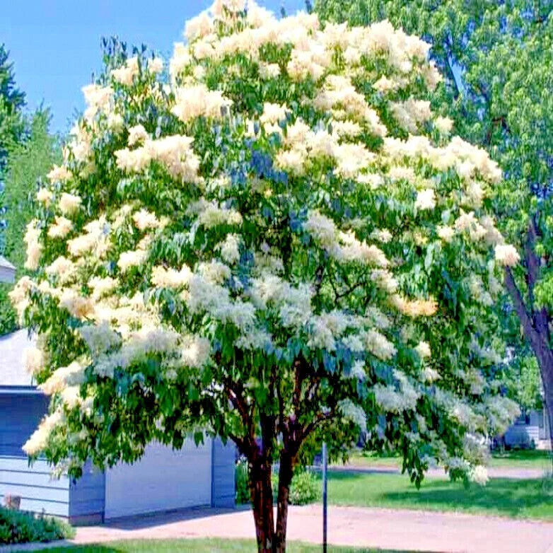 Japanese White Lilac Tree Seeds Flower Plant Cold Hardy Butterflies ...