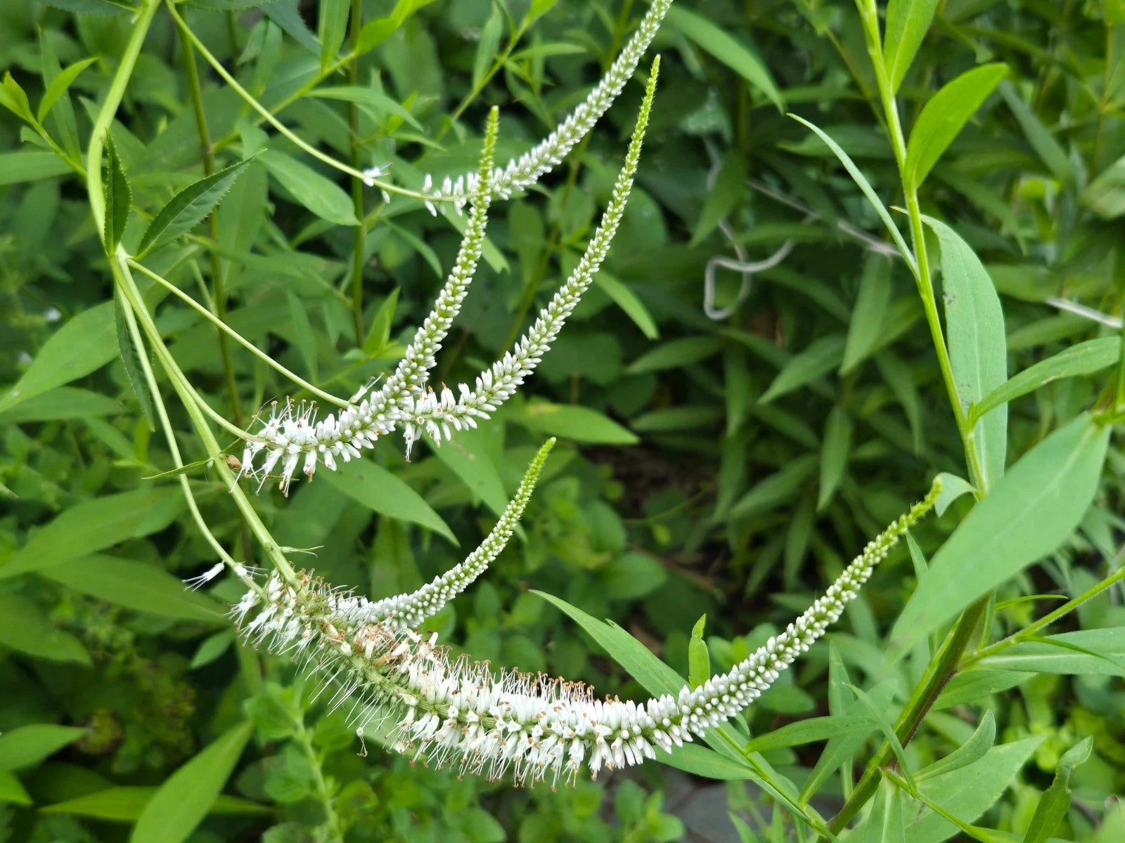 gram Culver s Root Seeds Veronicastrum virginicum Native East Centr US ...