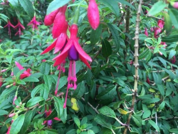 Fuchsia magellanica Hummingbird Fuchsia Hardy Fuchsia Seeds – Heirloom ...