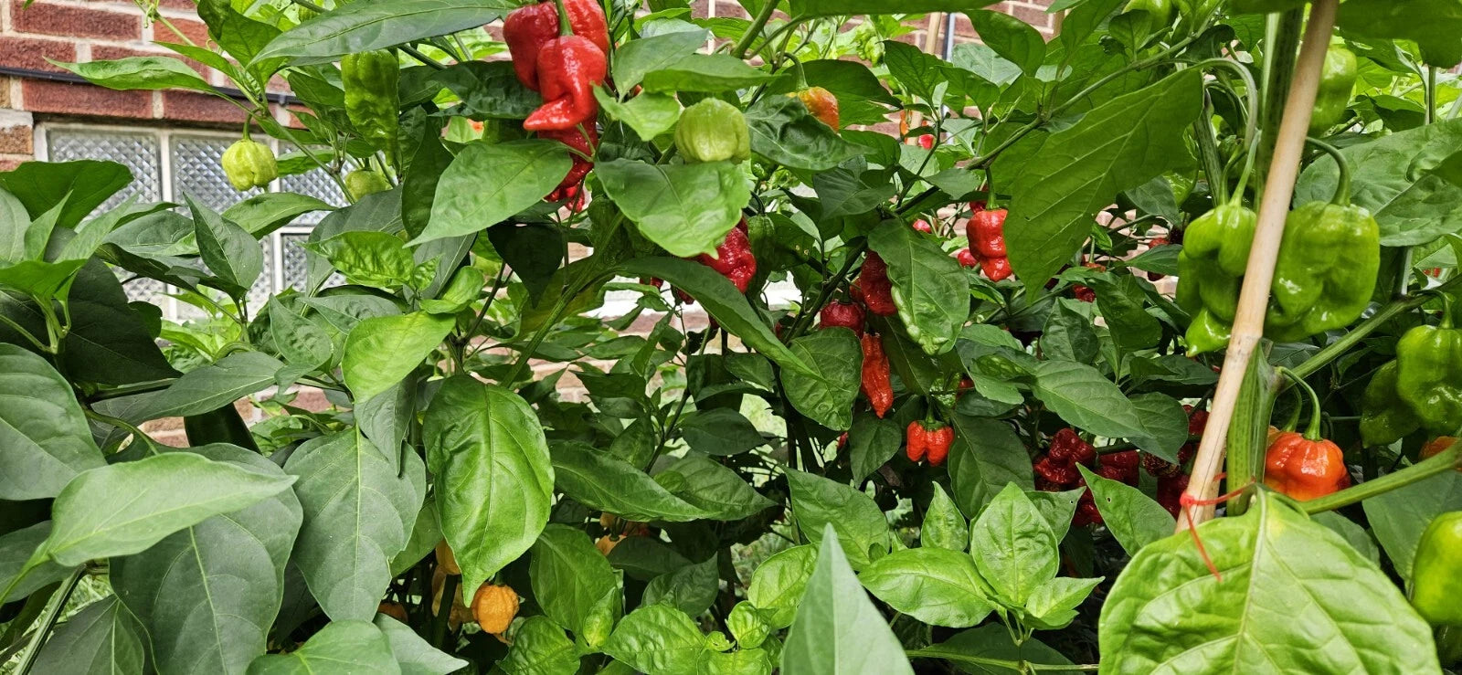 Armageddon Pepper Seed – Heirloom, Non-GMO – Dharaseeds
