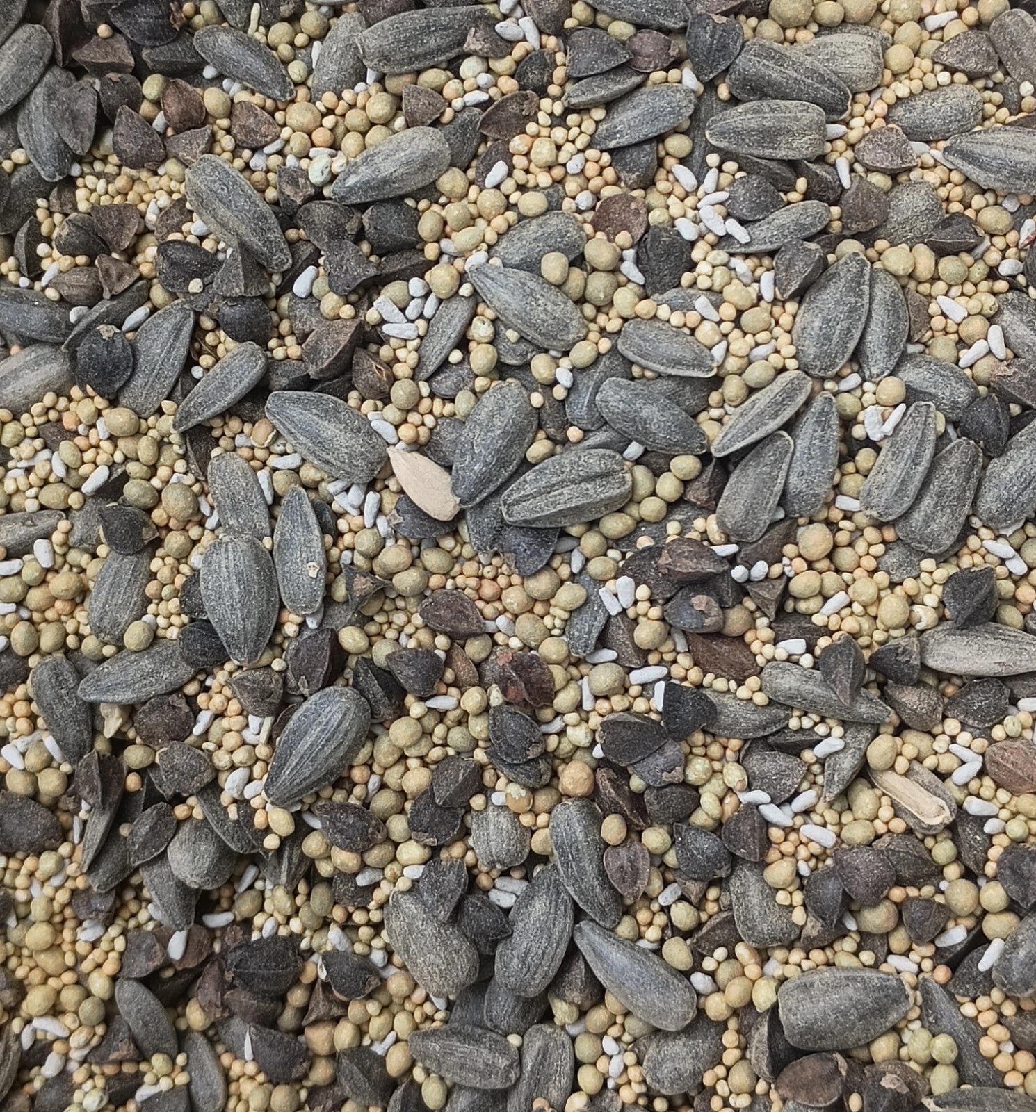 Pollinator Seed Mix Wildflower Bees Butterflies oz lbs – Heirloom, Non ...