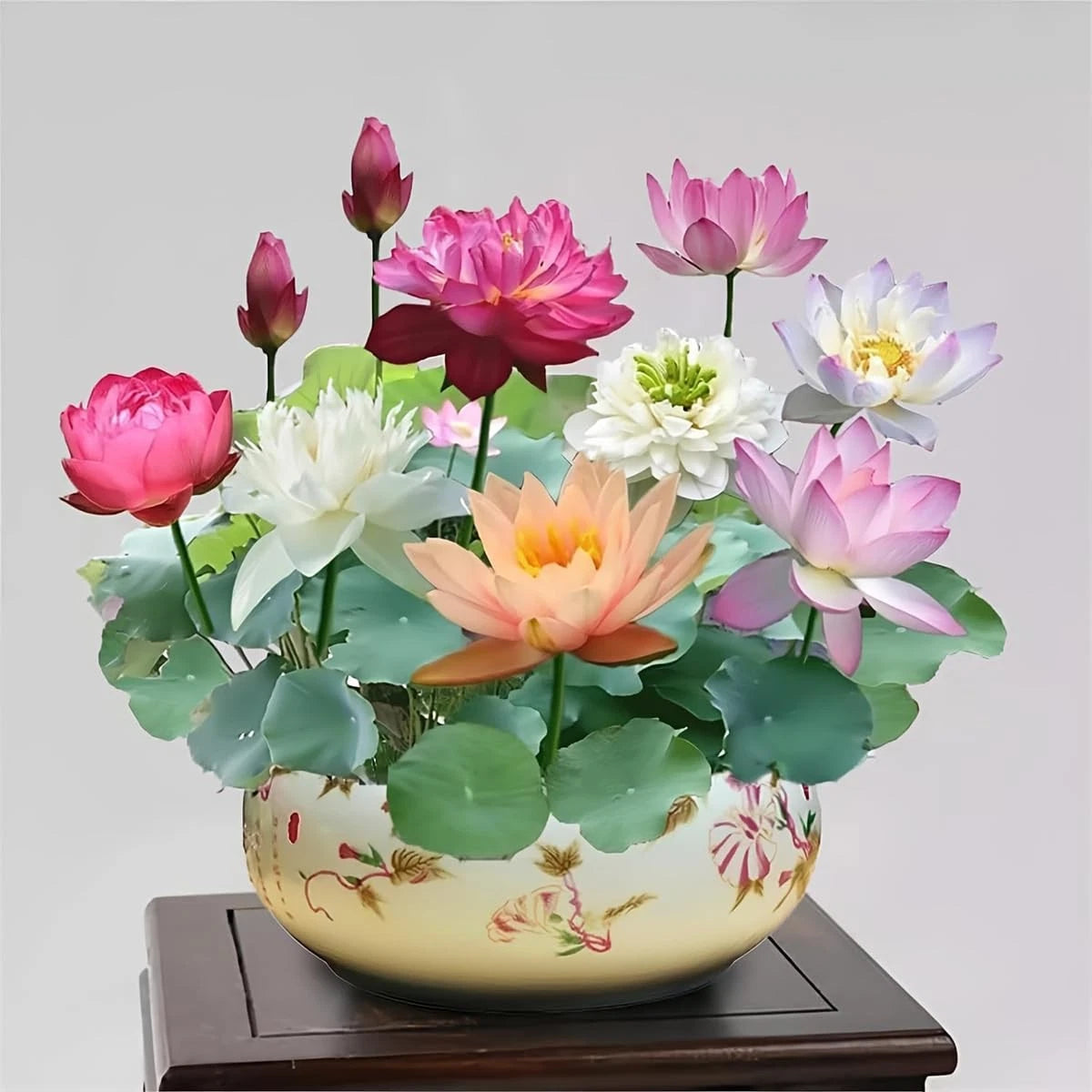 Bonsai Bowl Lotus Seeds Water Lily Flower Plant Seed Flowering Aquatic ...