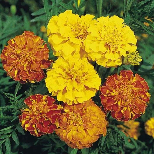 French Marigold BONITA MIX Dwarf Beneficial Plant Seeds – Heirloom, Non ...