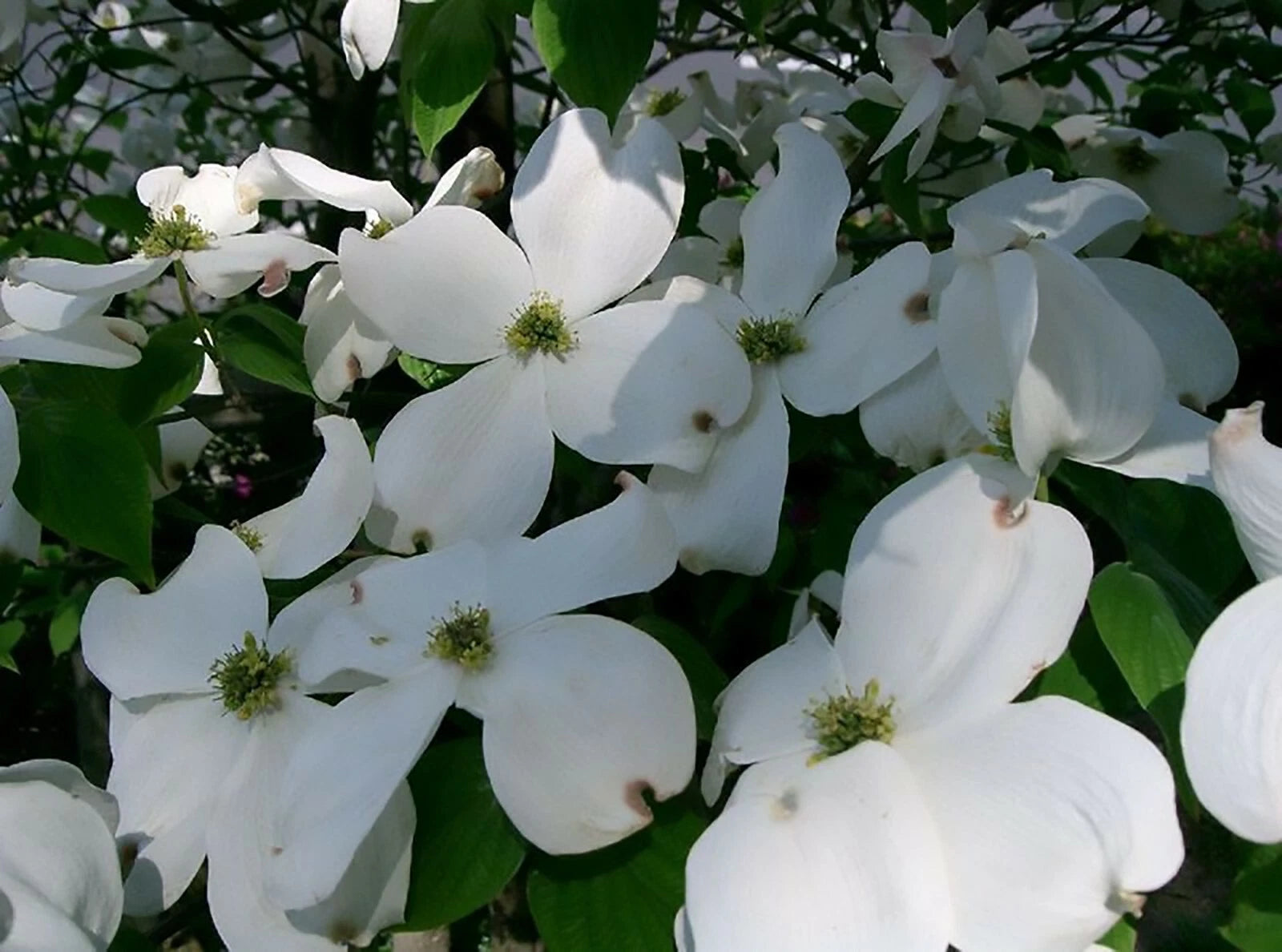 White Flowering Dogwood Cornus florida Tree Seeds Showy Fall Color ...