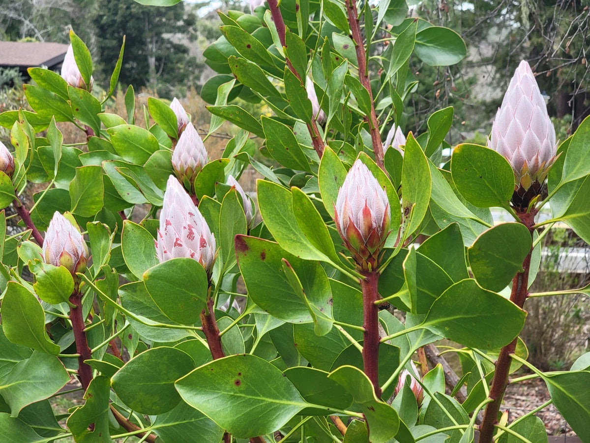 Protea cynaroides Seeds - Rare South African Shrub - King Protea - Cut ...
