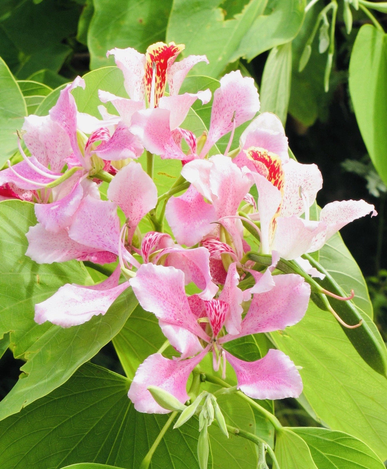 HAWAII GROWN Pink Orchid Tree Seeds Bauhinia Monandra Butterfly Tree ...