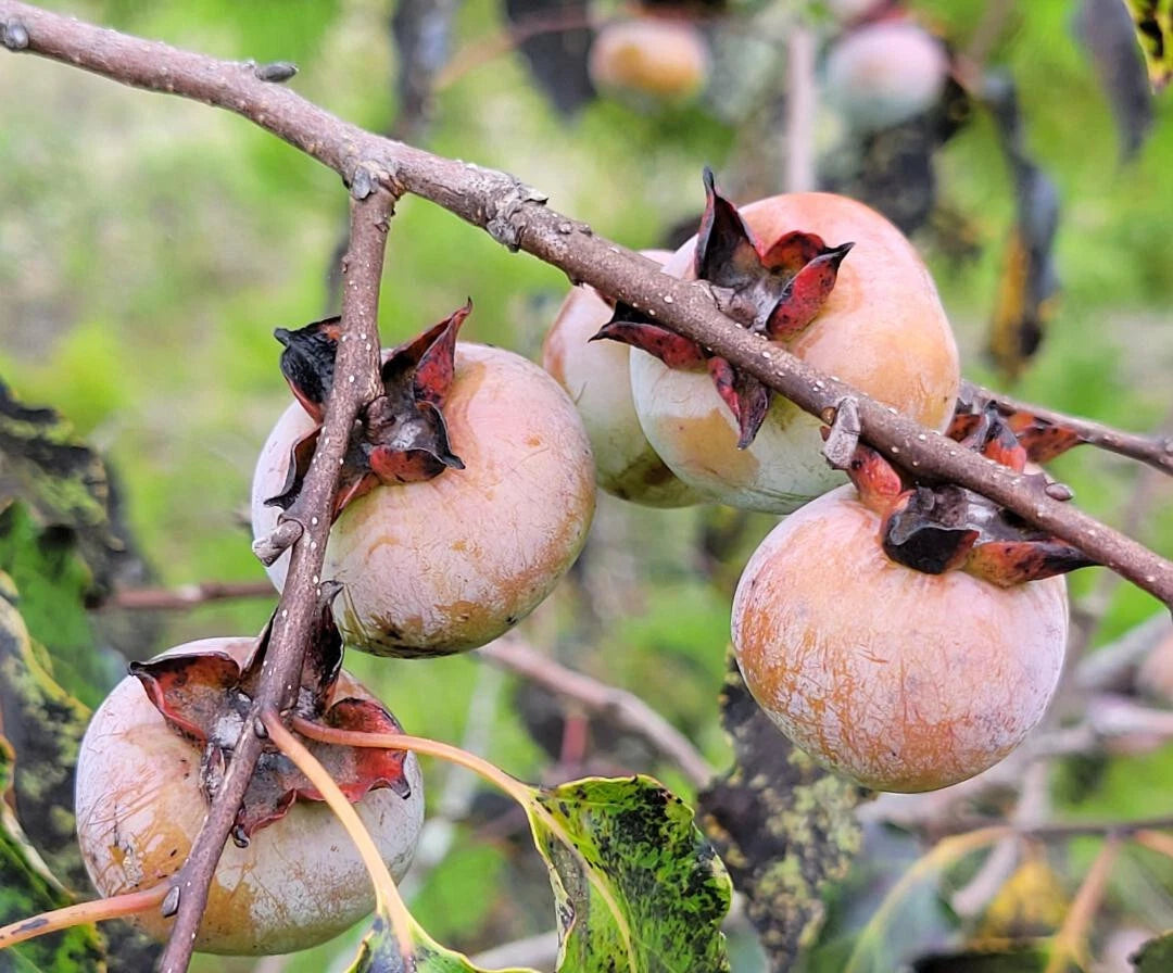 American Persimmon Seeds Diospyros Virginiana Florida Native Fruit Tree ...