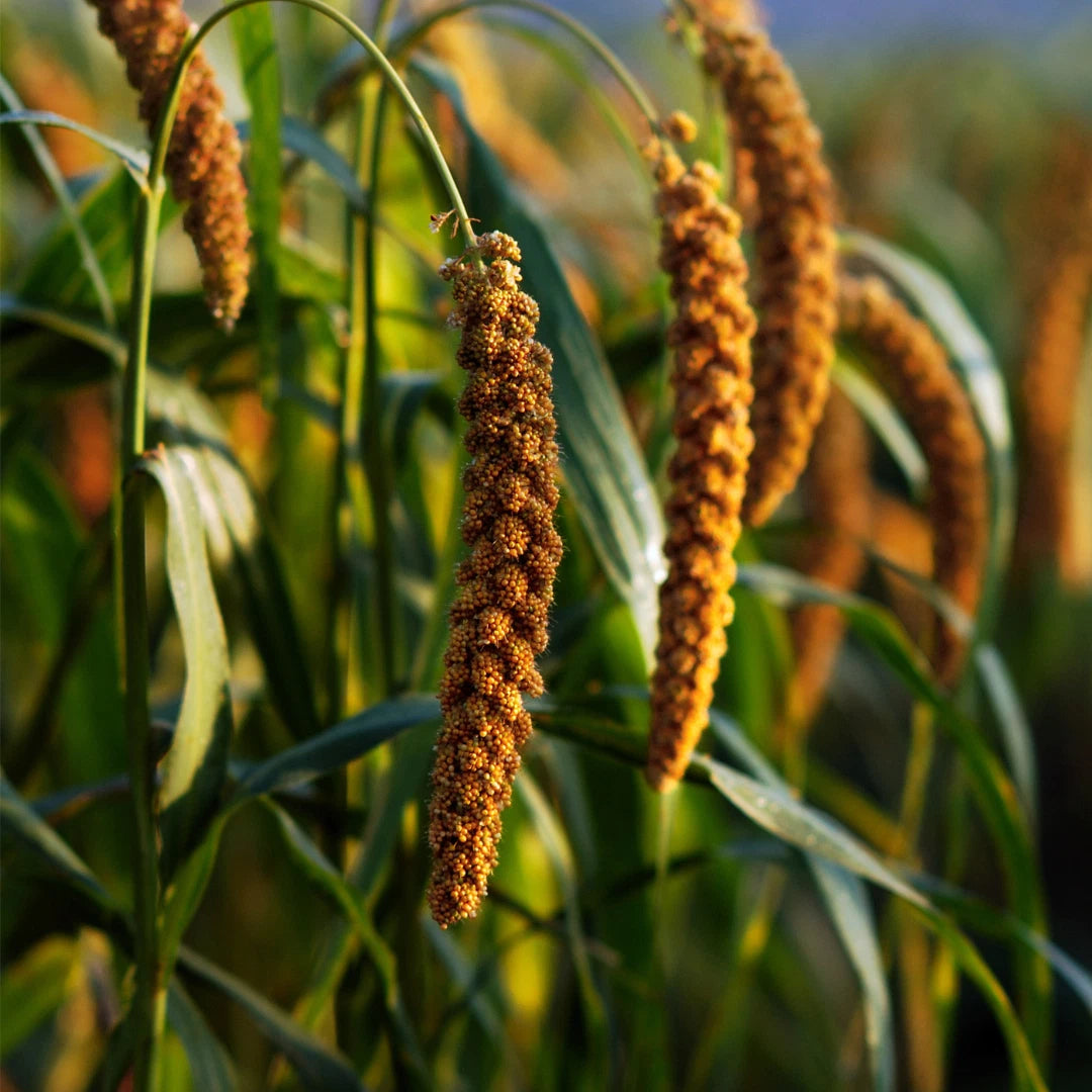 Foxtail Millet Seeds Sabut Kakum Kang Grain Seeds – Heirloom, Non-GMO ...