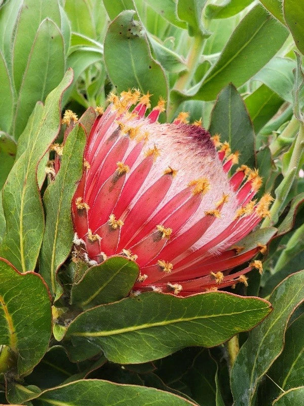 Protea magnifica Seeds - Rare South African Shrub - Queen Protea - Cut ...