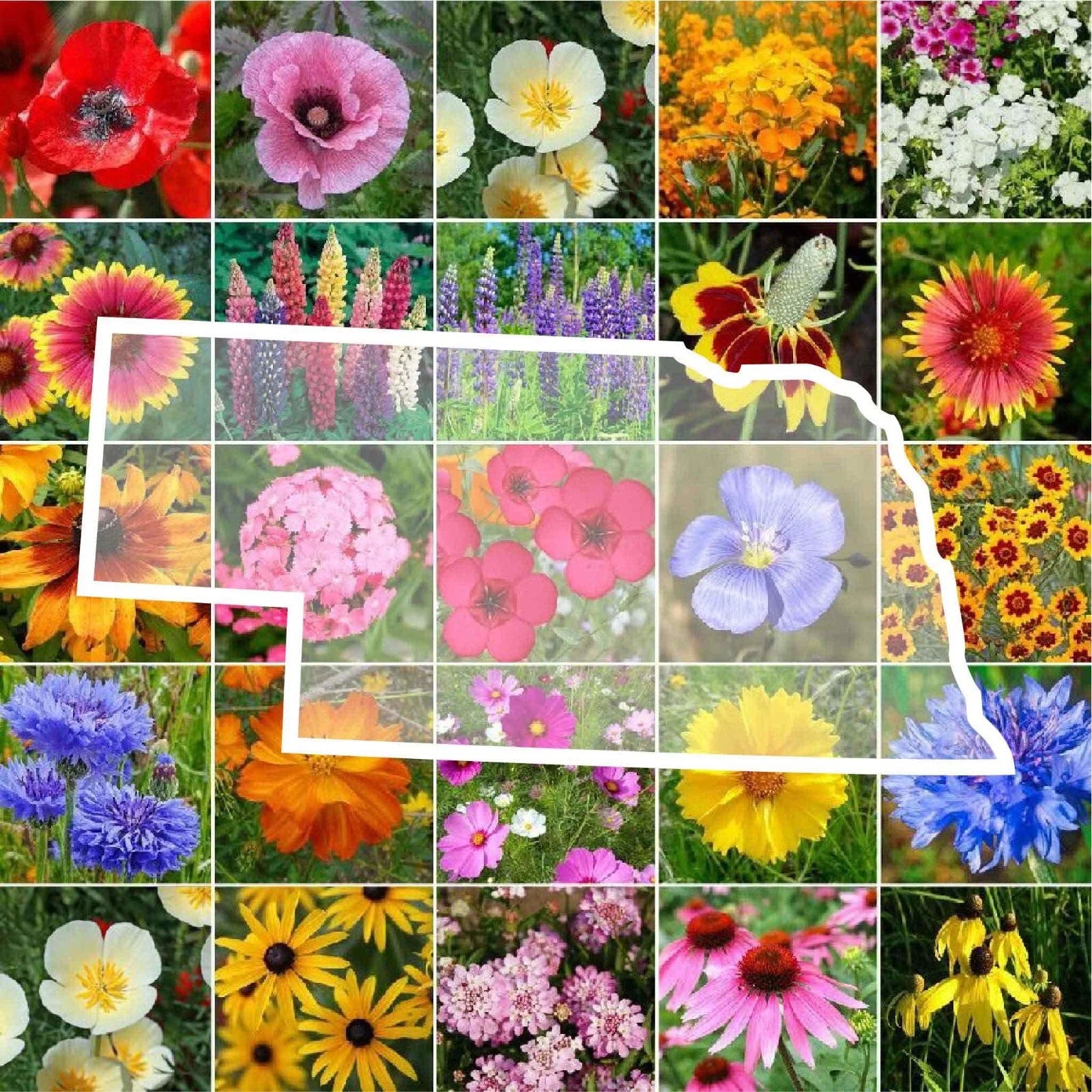 Wildflower NEBRASKA State Flower Mix Perennials & Annuals Seeds ...