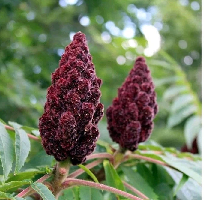 STAGHORN SUMAC TREE Rhus Typhina Yellow Flowers Red Berries Seeds ...
