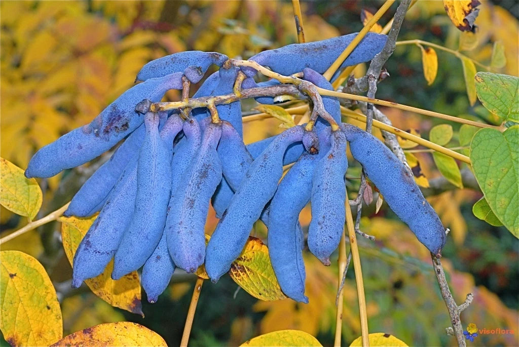 Blue Sausage Fruit Decaisnea fargesii Shrub Seeds Fall Color Edible ...