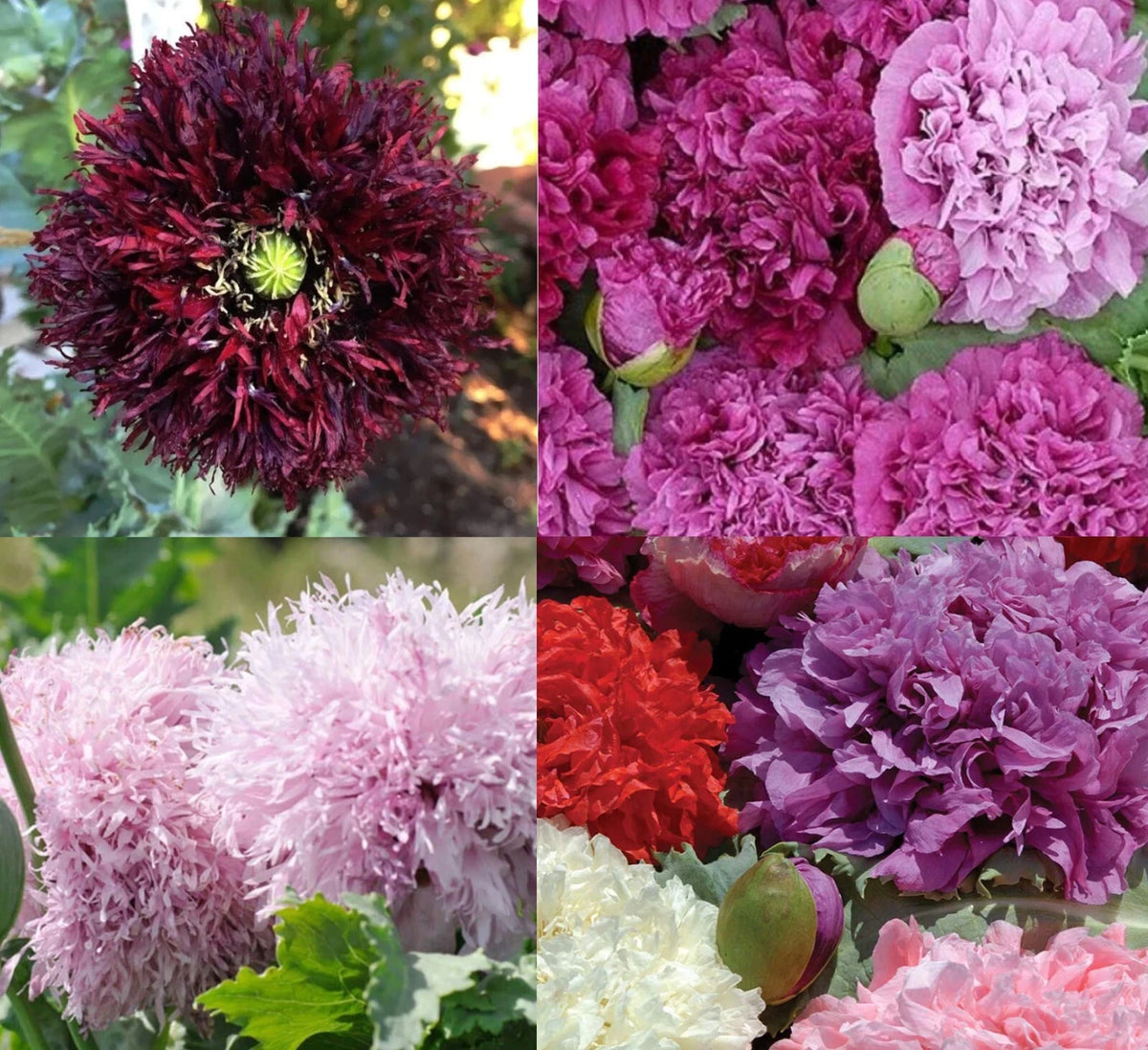 Poppy PURPLE PASSION Mix Double Bloom Poppies Tall Huge Pods Seeds ...