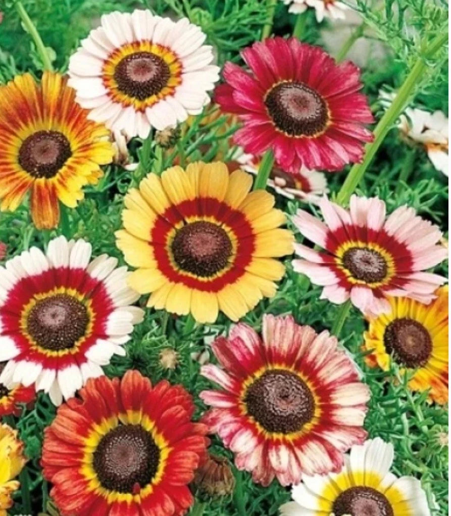 Interesting Info About Chrysanthemum Deer Resistant