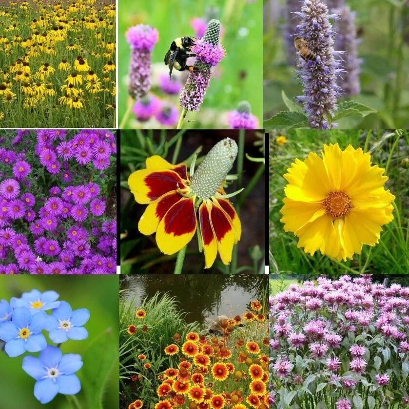 Landscaper s Super Mix SAVE THE BEES Bulk Wild flowers Seeds – Heirloom ...