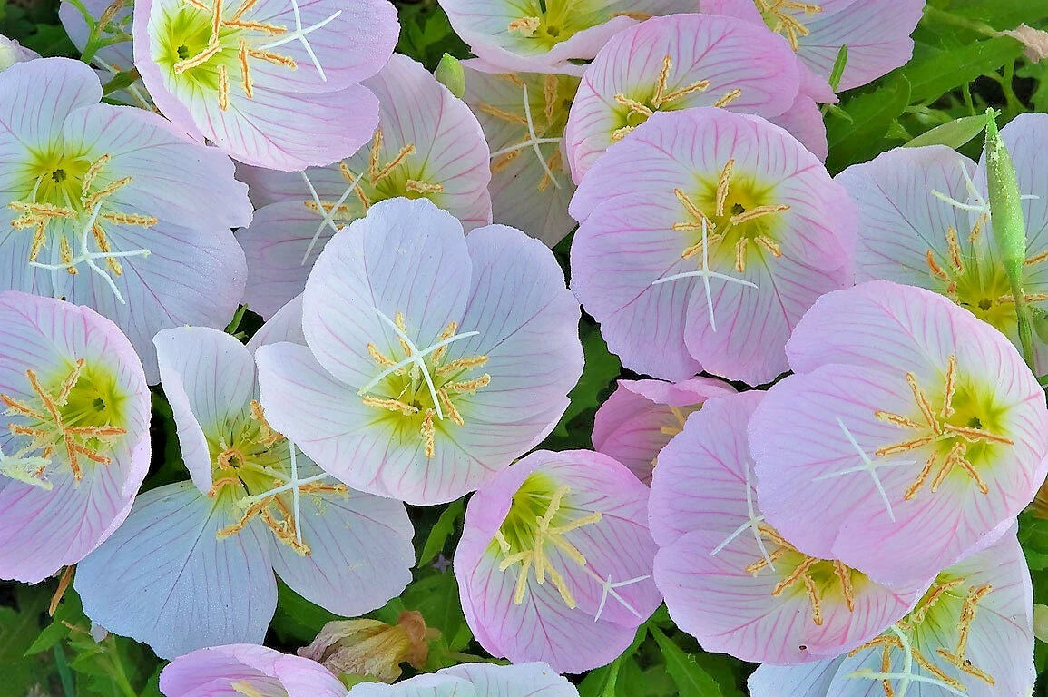 SHOWY Mexican EVENING PRIMROSE Seeds Groundcover Container Flower ...
