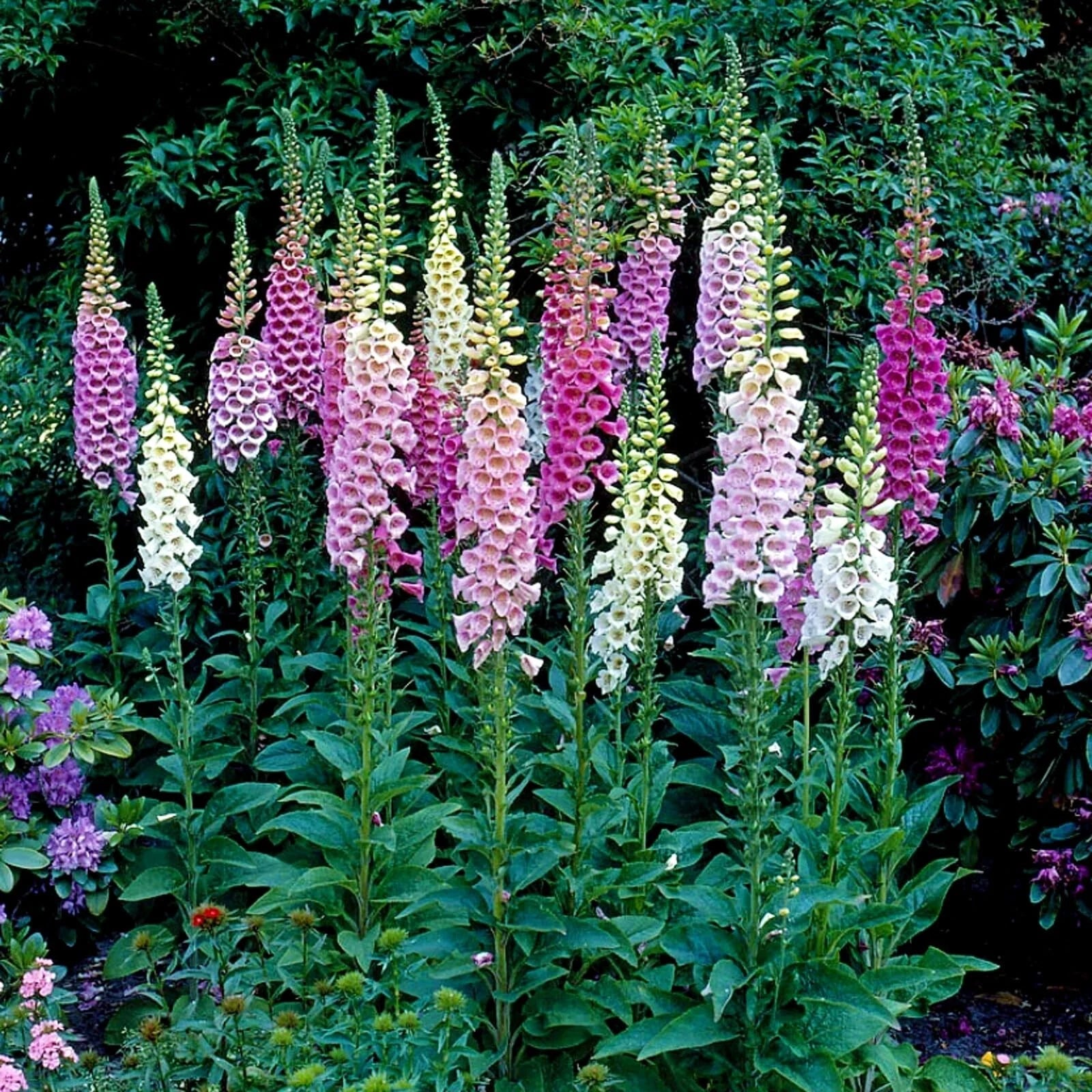 Foxy Mix Foxglove Seeds Shipping Deer Resistant – Heirloom, Non-GMO ...