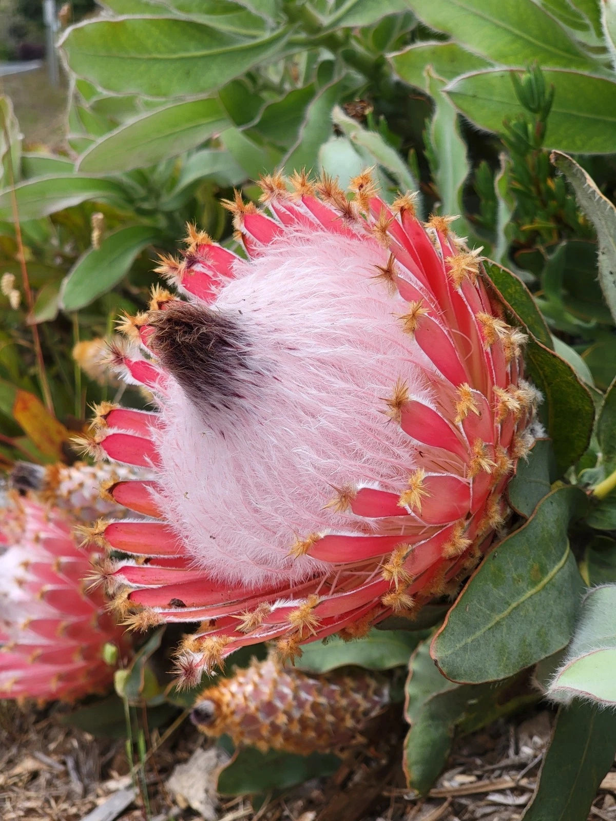 Protea magnifica Seeds - Rare South African Shrub - Queen Protea - Cut ...