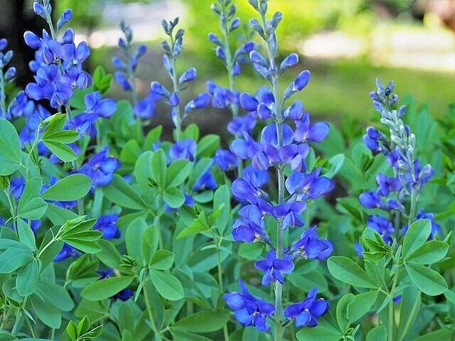 BLUE FALSE INDIGO SEEDS BAPTISIA AUSTRALIS SUPER HARDY ZONE – Heirloom ...