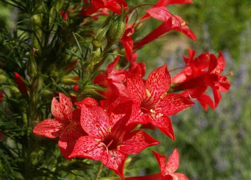Gilia Red Standing Cypress Flower Seeds Ipomopsis rubra - Always Seed ...