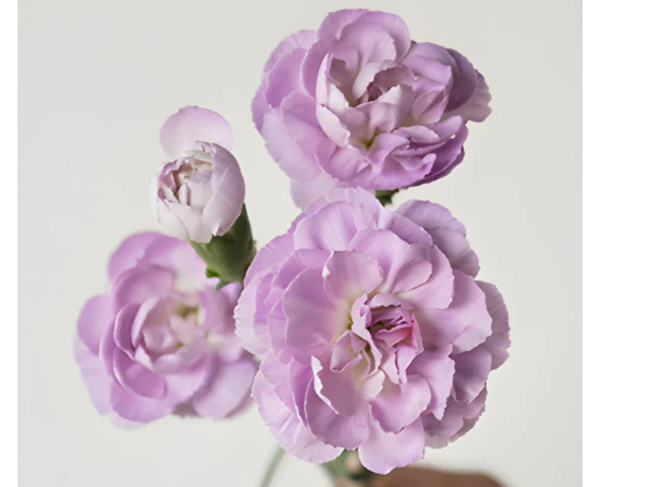 Moonberry Light Purple Mini Carnation - Dianthus Flowers – Heirloom ...