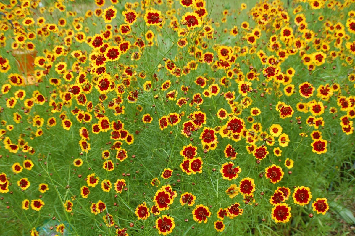 gram Coreopsis tinctoria Seeds Tall Plains Coreopsis Central US Native ...