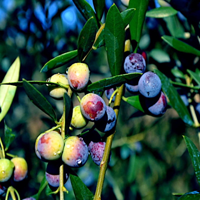 CANINO OLIVE TREE SEEDS Olea europaea European Common Edible Fruit ...