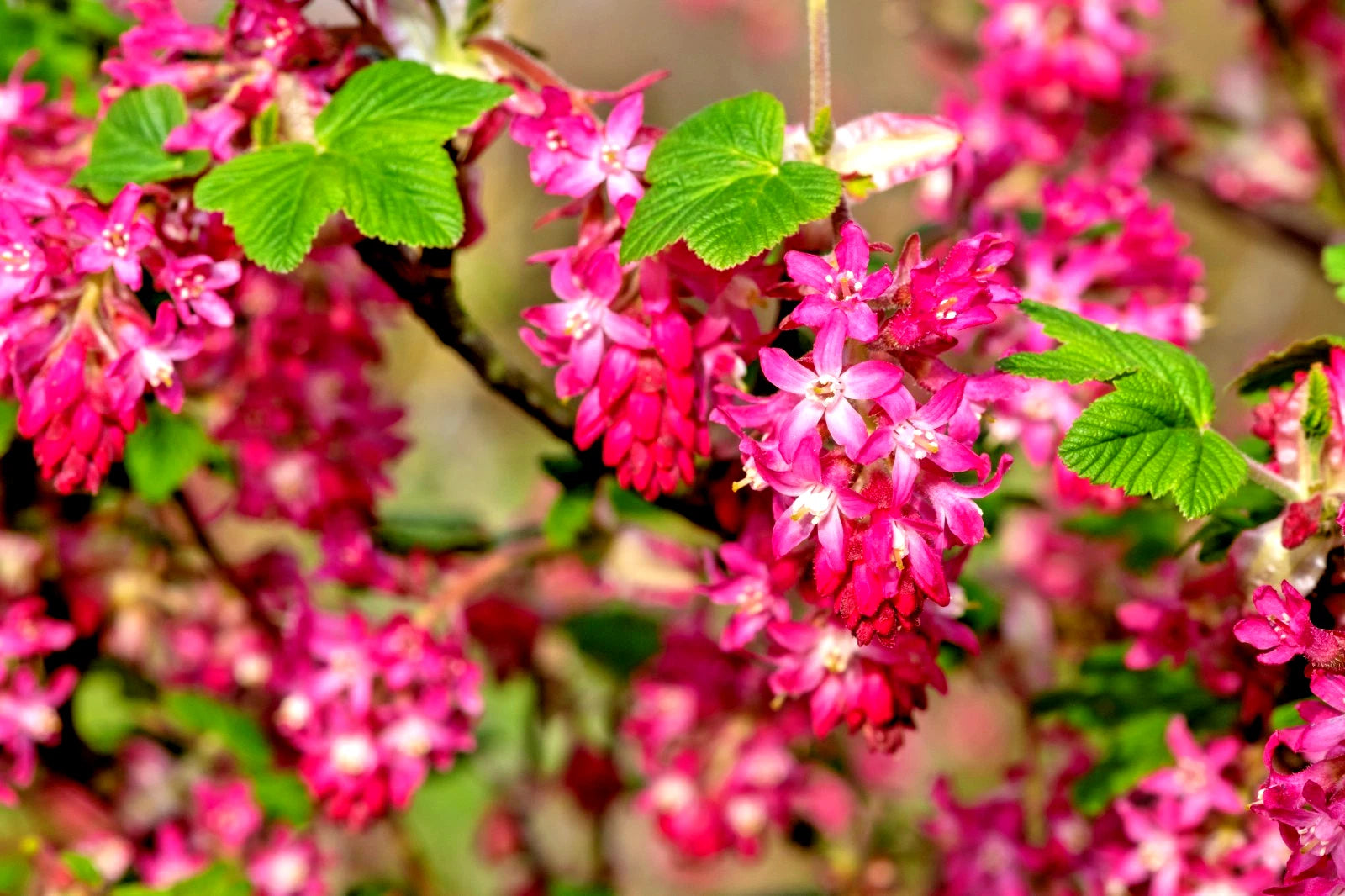red flowering currant seeds tasty edible berries ribes sanguineum ...