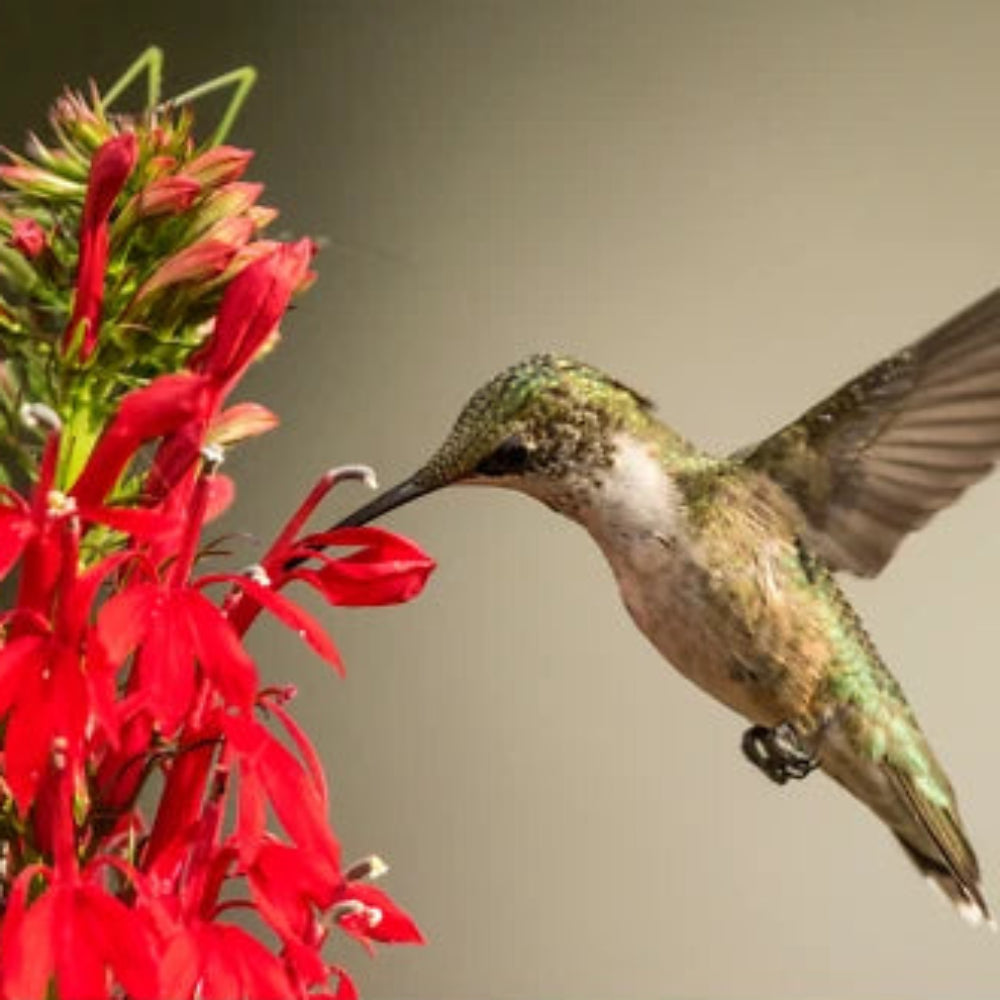 Cardinal Flower Seeds for Planting, Lobelia cardinalis, – Dharaseeds