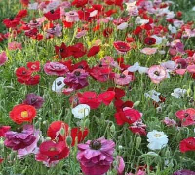 POPPY MIX WILDFLOWER SEEDS – Heirloom, Non-GMO – Buy – Dharaseeds