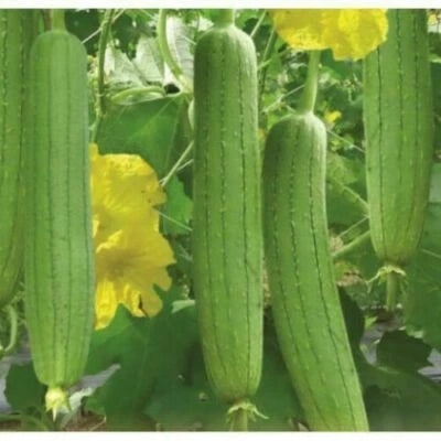Asian Vegetable Edible Luffa Loofa loofah Seeds for – Dharaseeds