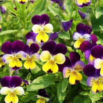 Johnny Jump Up Viola Seeds for Planting Flower VIOLET – Dharaseeds