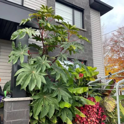 Giant Zanzibar Wonder Tree Pods Exotic Seeds for Planting – Dharaseeds