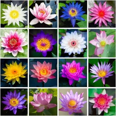 Mixed Color The Sacred Bonsai Lotus Flower Seeds for – Dharaseeds