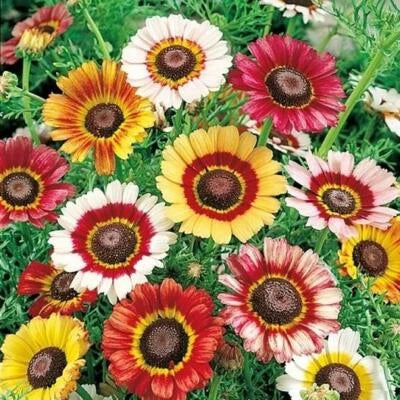 Painted Daisy MIXED Colors Pollinators Butterflies – Dharaseeds