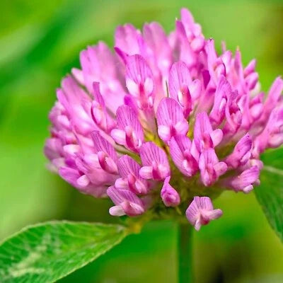 Medium Red Clover Cover Crop Seeds For Planting - NON-GMO - – Dharaseeds