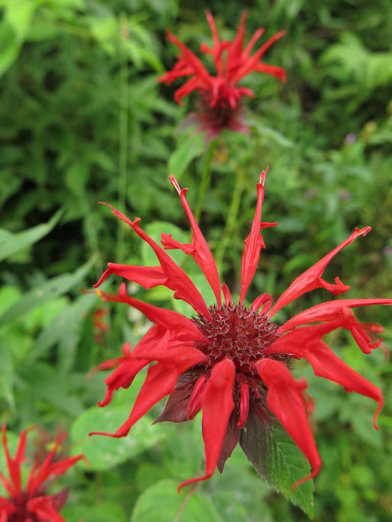 Heirloom Monarda Flower Seeds, Non-GMO Bee Balm Blooms for Pollinator ...