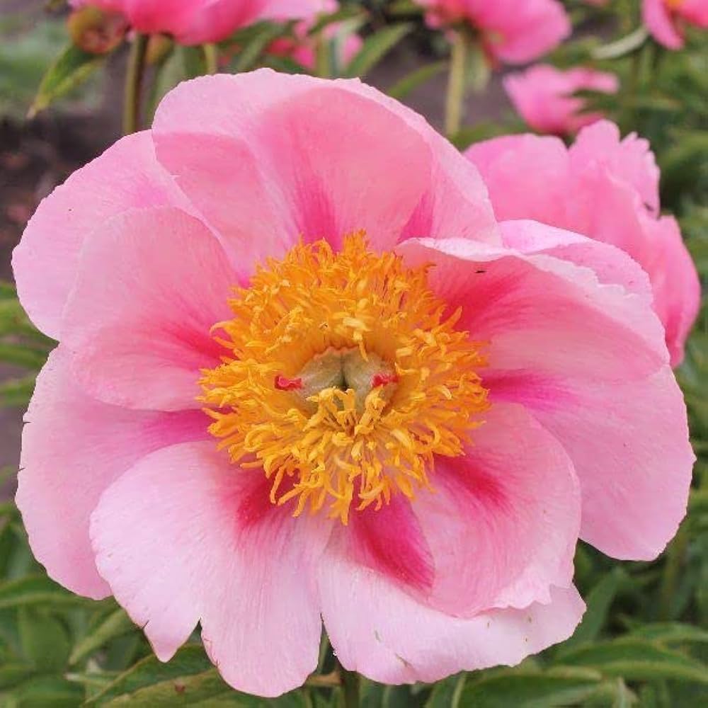 Alonsoa Seeds – Salmon Mask Perennial Blooming Variety – Dharaseeds
